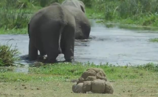 La caca móvil que la BBC utiliza para grabar elefantes | Las Provincias