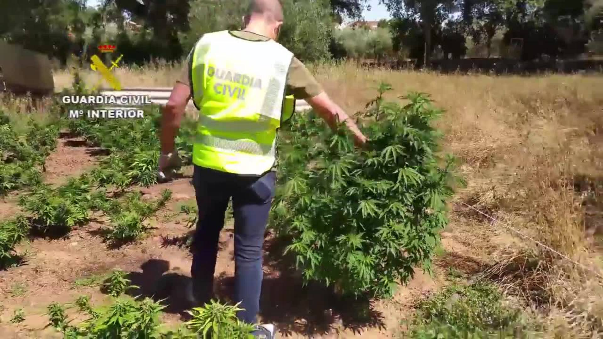 Desmanteladas dos plantaciones de marihuana en La Codosera | Las Provincias