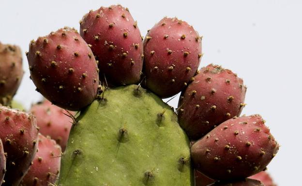 Xonocostle | El superalimento que ayuda a adelgazar, acelera la ...