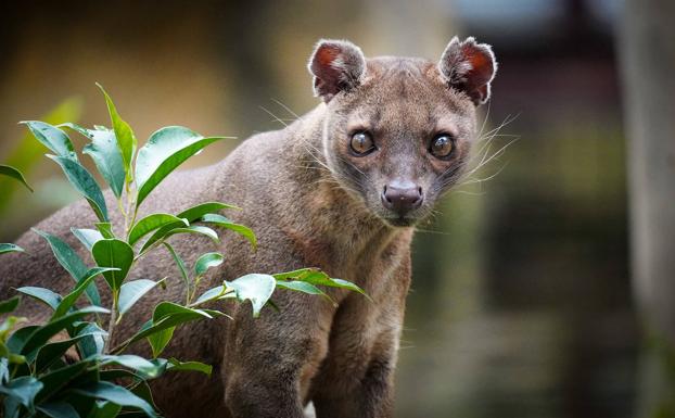 Seis animales únicos que habitan en el Oceanogràfic y Bioparc de ...