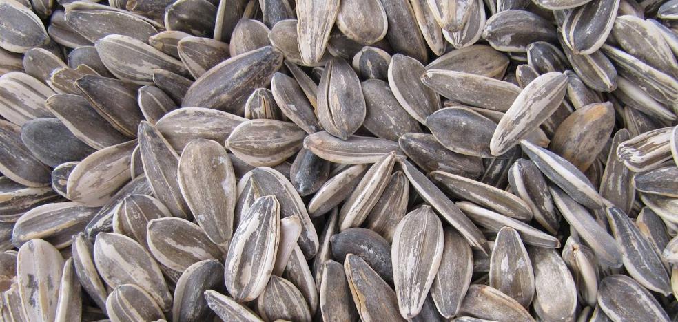 Por qué no puedo dejar de comer pipas | ¿Por qué las pipas son ...